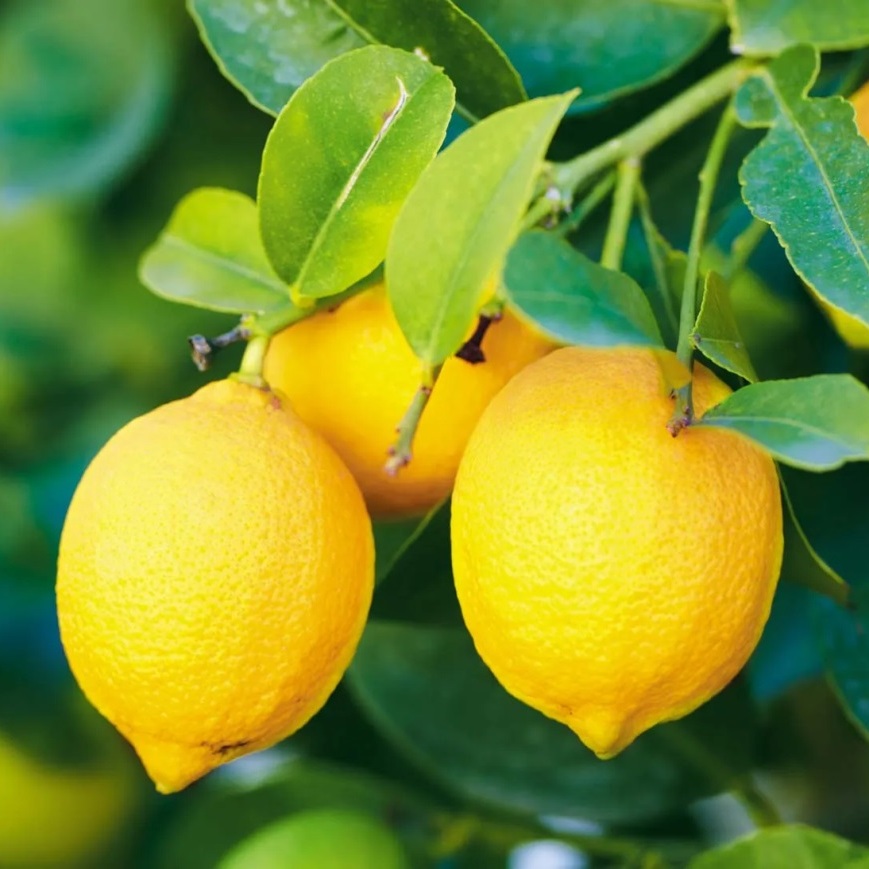 FRESHNESS WITH EVERY BITE - IMEXA EGYPT